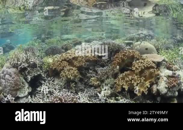 A beautiful coral reef thrives in the shallows amid the remote islands ...