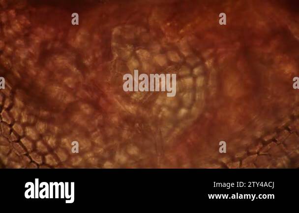 The internal organs of daphnia a close-up microscope Stock Video ...