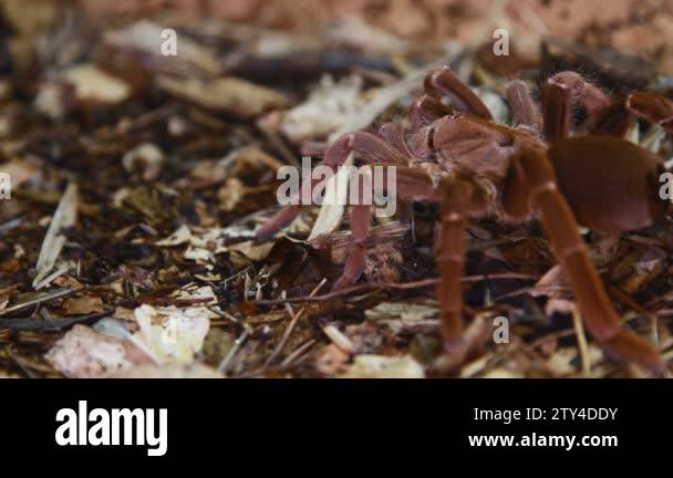 Spider king Stock Videos & Footage - HD and 4K Video Clips - Alamy