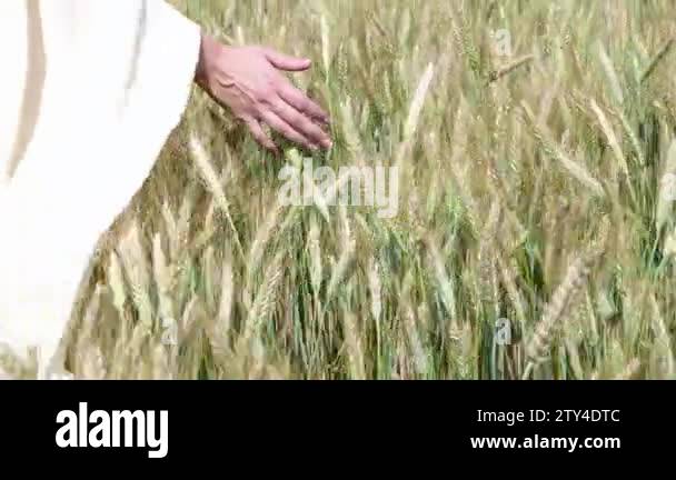 Close-up of womans hand running through wheat field, dolly shot. Filmed ...