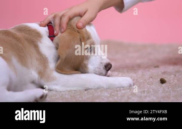 Animal adoption kids Stock Videos & Footage - HD and 4K Video Clips - Alamy