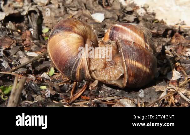 Mating two snails reproduction Stock Videos & Footage - HD and 4K Video ...