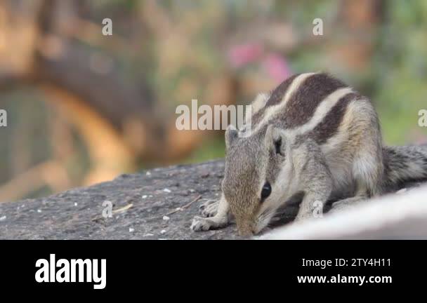 Medium size rodents Stock Videos & Footage - HD and 4K Video Clips - Alamy