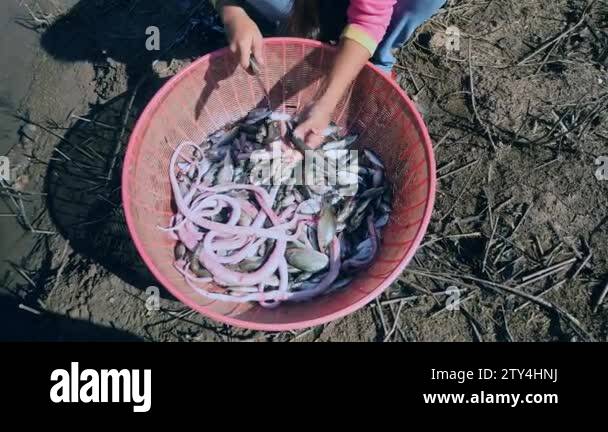 Water snakes with fishes caught in lake and bunched up in a plastic ...