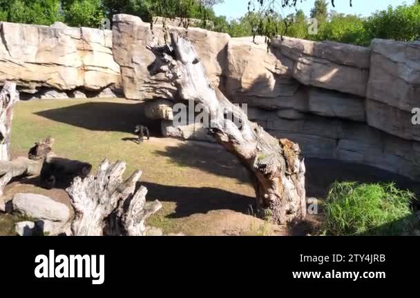 Animals at Zoo in Valencia. In the bio park of Valencia Spain, the conditions for animal life ...
