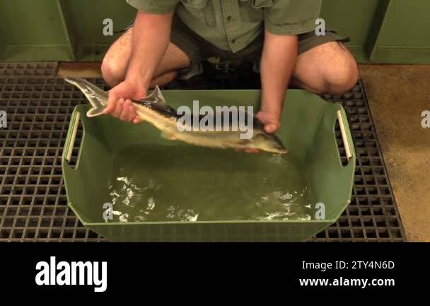 Azerbaijan and bulgaria Stock Videos & Footage - HD and 4K Video Clips ...