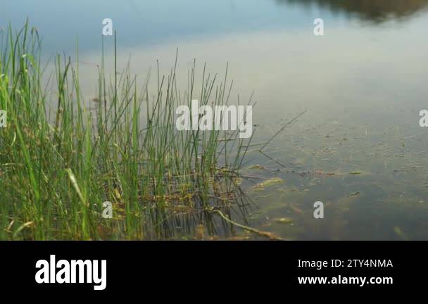 Grass insects Stock Videos & Footage - HD and 4K Video Clips - Alamy