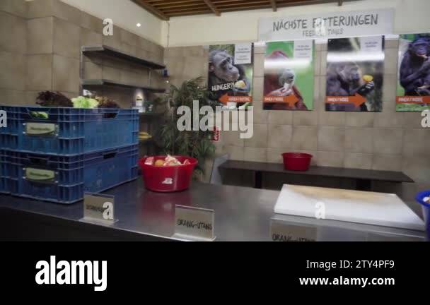 Monkeys in the kitchen Stock Videos & Footage - HD and 4K Video Clips ...