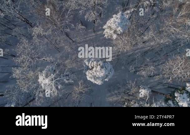 Aerial photography / shooting from a drone winter snow-covered forest ...