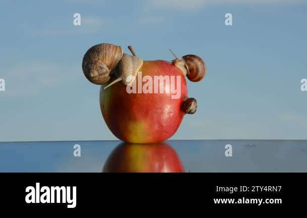 Red apple on mirror Stock Videos & Footage - HD and 4K Video Clips - Alamy
