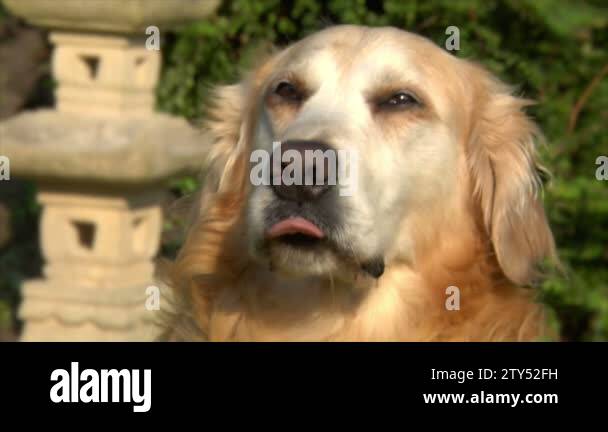 Drool dog Stock Videos & Footage - HD and 4K Video Clips - Alamy