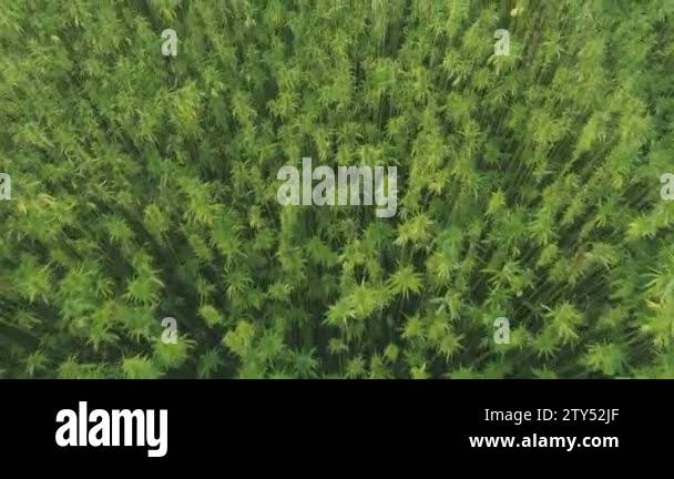 Field industrial hemp cannabis Stock Videos & Footage - HD and 4K Video ...