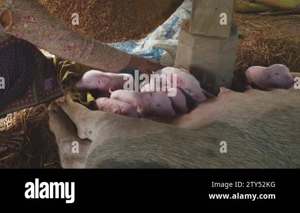 Piglets birth Stock Videos & Footage - HD and 4K Video Clips - Alamy