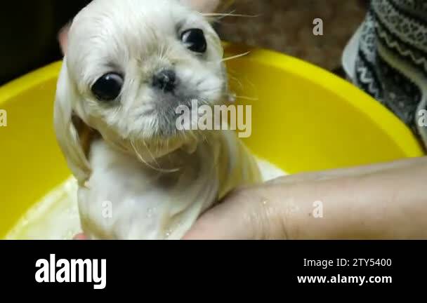 Dog bath time. Animal care. Adorable cute young puppy white Pekingese ...