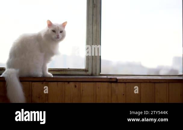 White window sills Stock Videos & Footage - HD and 4K Video Clips - Alamy