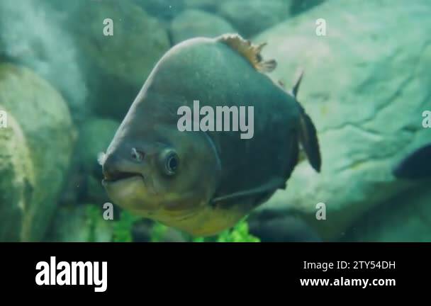 Gamitana Stock Videos & Footage - HD and 4K Video Clips - Alamy