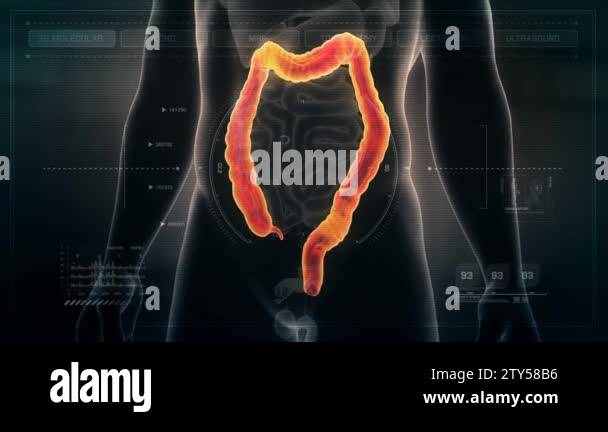 Anatomy of Human Male Colon on Futuristic Medical Interface dashboard. Seamless Loop. Animation ...