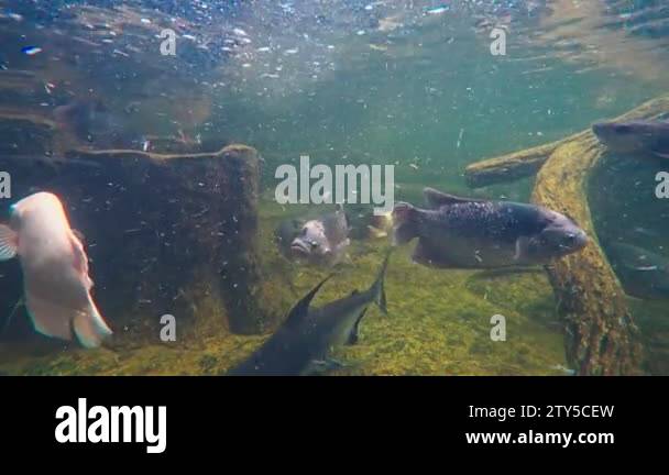 Hippopotamus and freshwater fish swim underwater. muddy water in an ...
