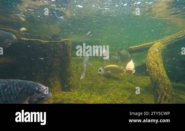 Hippopotamus and freshwater fish swim underwater. muddy water in an ...