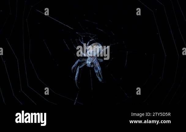 Hunter spiders Stock Videos & Footage - HD and 4K Video Clips - Alamy