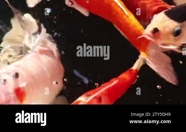 Variety colorful ornamental Koi carp fish, Cyprinus carpio, swim in ...