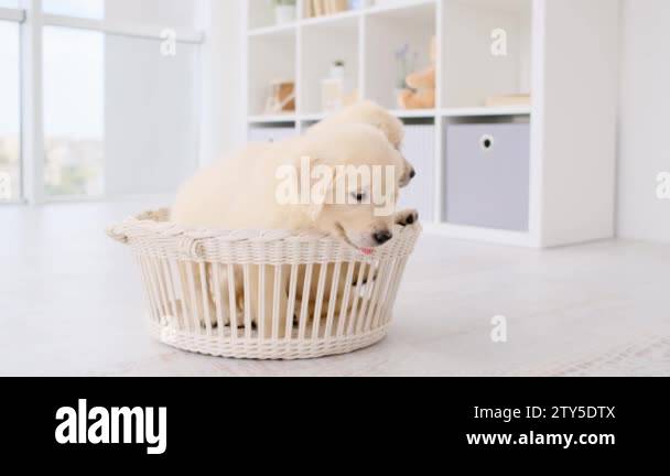 Golden retrievers basket Stock Videos & Footage - HD and 4K Video Clips ...