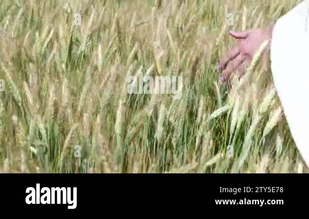 Close-up of womans hand running through wheat field, dolly shot. Filmed ...
