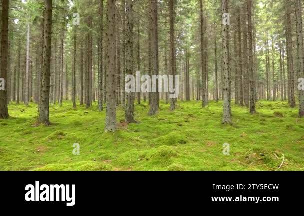 Walking through northen green forest in Finland. Camera moves along ...