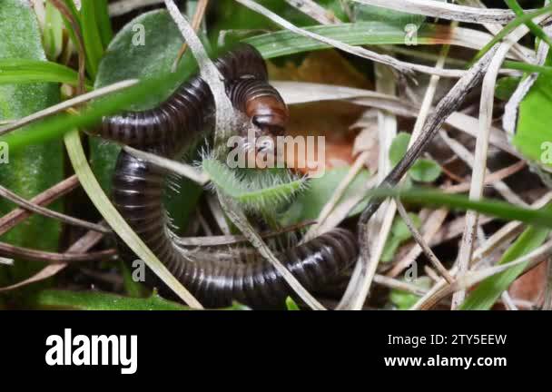 Galley Stock Videos & Footage - HD and 4K Video Clips - Alamy