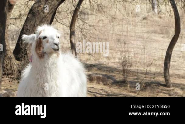 Detail of white Llama's head looking, eating and moving its face ...