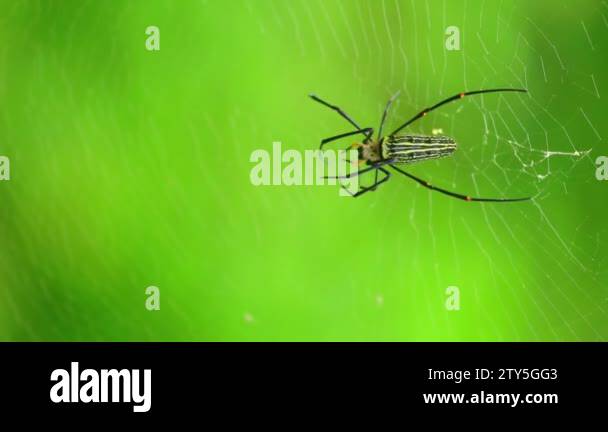 Spider closeup nephila pilipes, northern golden orb weaver or giant ...