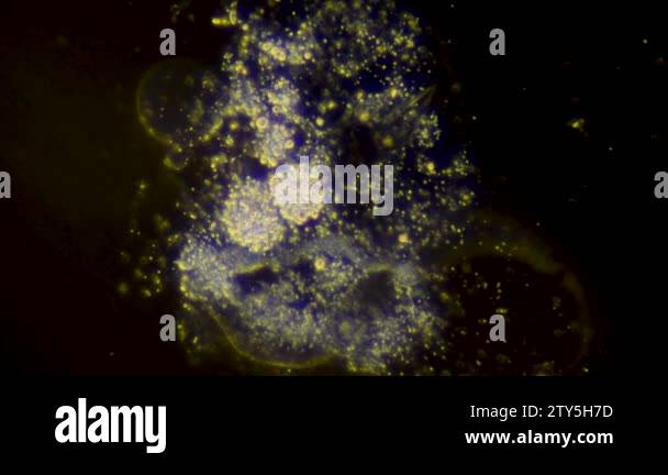 Live Bacteria Under A Microscope On A Dark Background Enlarged