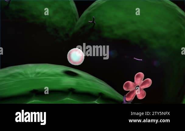 Insulin, molecule, mechanism of action of insulin, glucose, Human ...