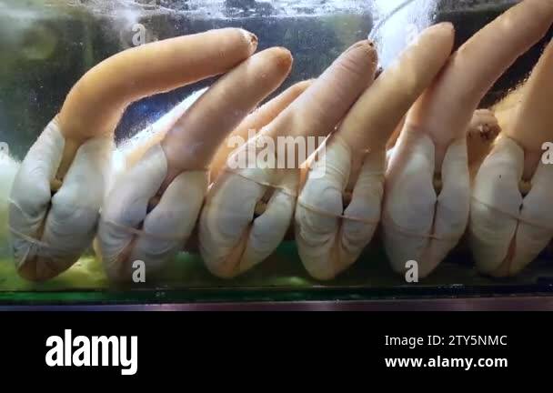 Geoduck water Stock Videos & Footage - HD and 4K Video Clips - Alamy