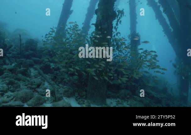 Pier underwater marine structure Stock Videos & Footage - HD and 4K ...