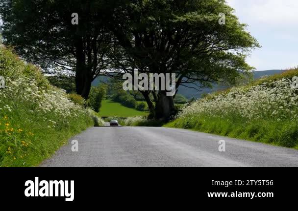 Roadside hedges Stock Videos & Footage - HD and 4K Video Clips - Alamy