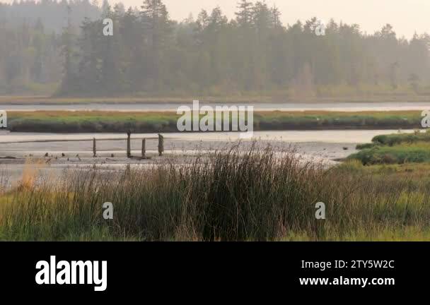 Tall grass wetlands Stock Videos & Footage - HD and 4K Video Clips - Alamy