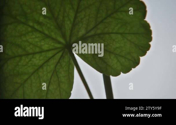 Botany tree leaves Stock Videos & Footage - HD and 4K Video Clips - Alamy