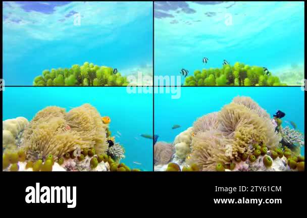 Collage Ocean scenery on shallow coral reef. Underwater video of the ...