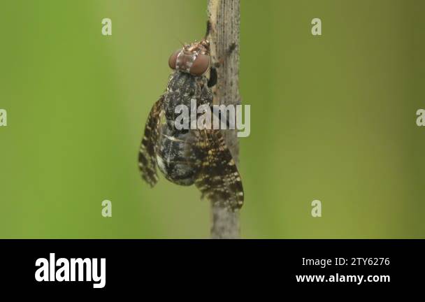 Common Snipe Fly, Rhagio mystaceus, With black spots wings and yellow ...