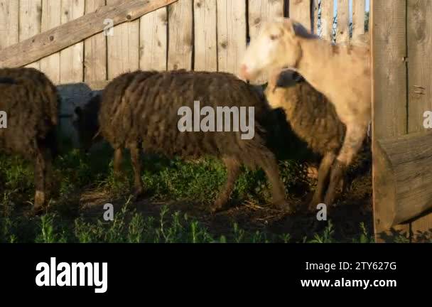 Black white colour sheep flock Stock Videos & Footage - HD and 4K Video ...