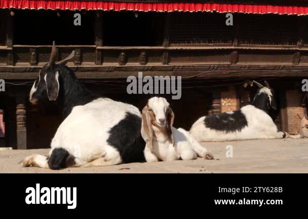 Resting Goat in Bhaktapur, Kathmandu. Daily life of oriental ancient ...
