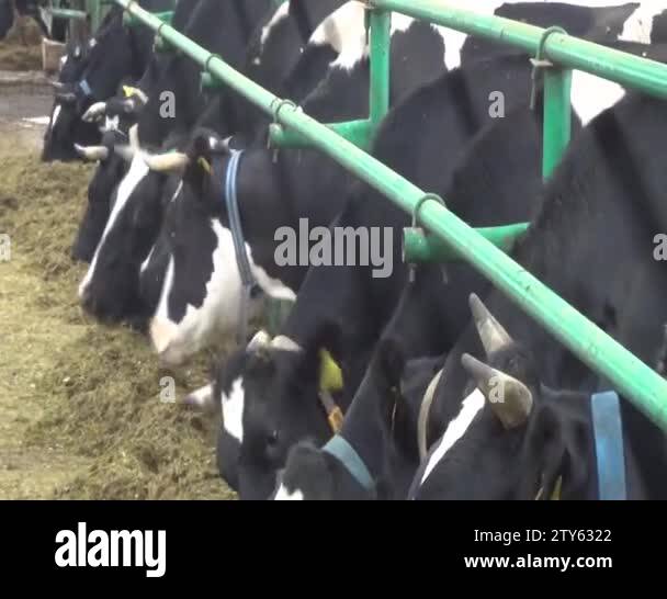 Cows feeding process on modern farm. Cow on dairy farm eating hay ...