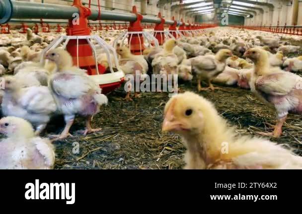 Poultry Farm With Lots of Chicken / Chickens for fattening on a modern ...