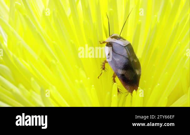 A bright yellow flower Stock Videos & Footage - HD and 4K Video Clips ...