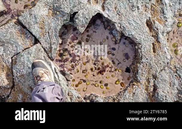Rare Dinosaur footprint of the sauropod-dominated tracksite from Rubha ...