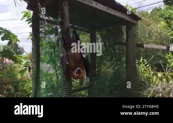 Bat eating Stock Videos & Footage - HD and 4K Video Clips - Alamy