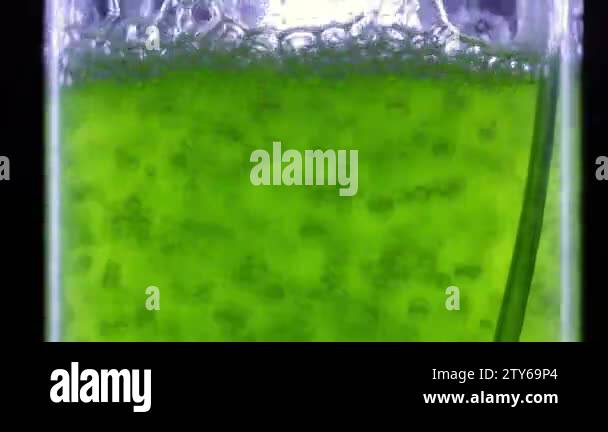 Biofuel production algae Stock Videos & Footage - HD and 4K Video Clips ...