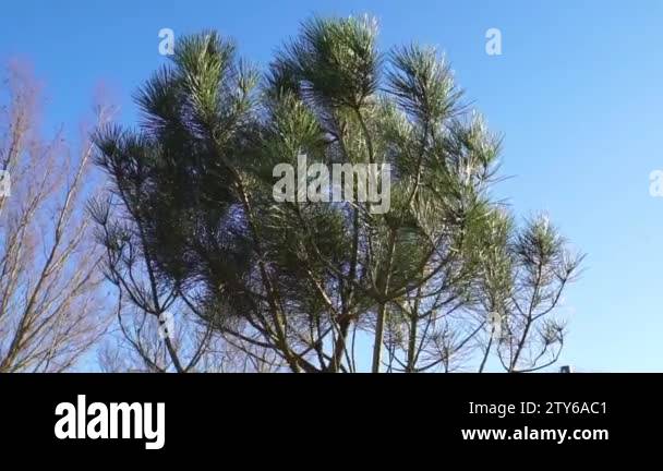 Umbrella italian stone pine tree Stock Videos & Footage - HD and 4K ...