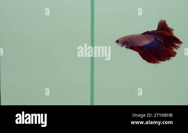 Gold fish and Siamese fighting fish Betta together in the tank swim to ...